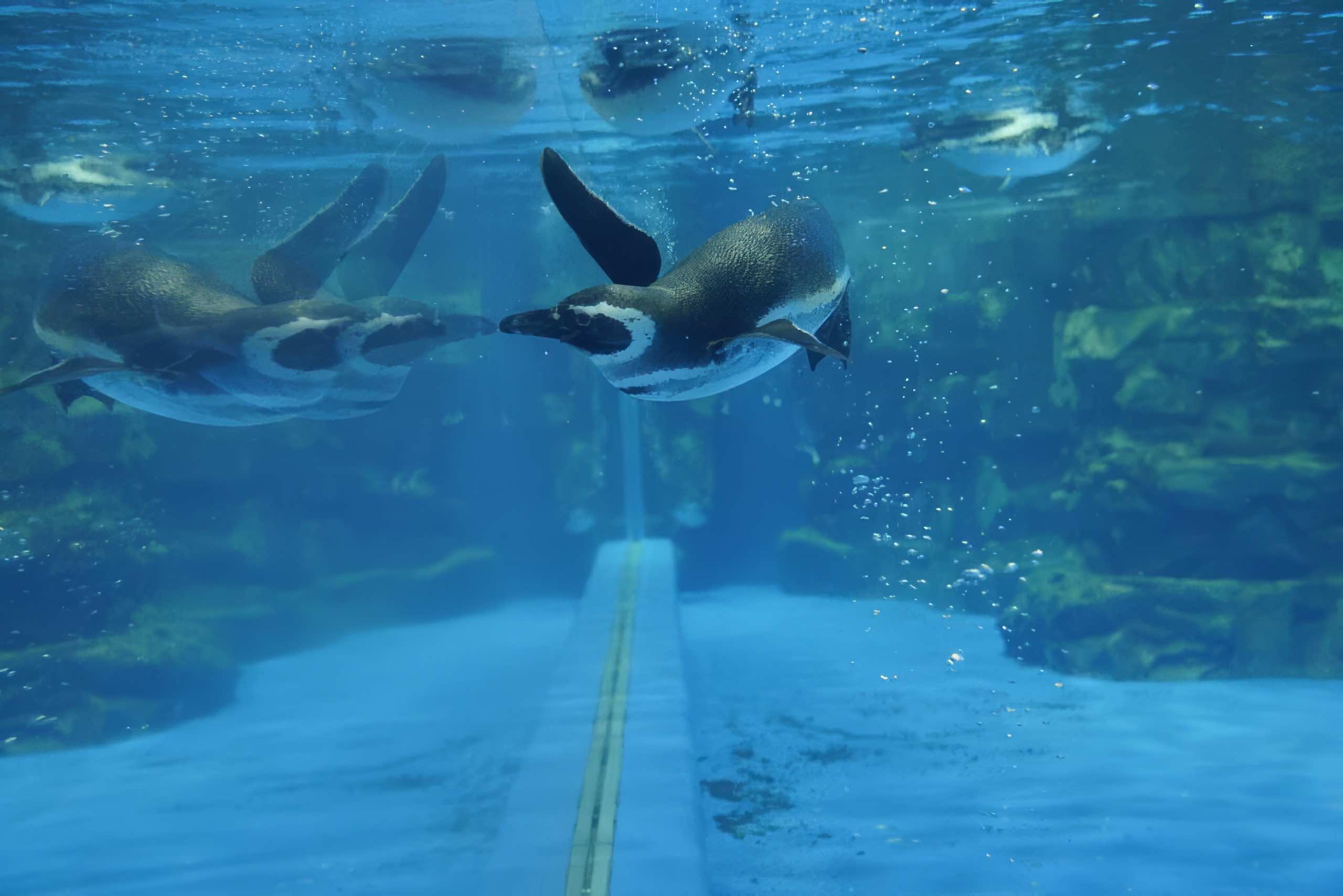 Xpark水族館攻略 全方位體驗指南，避開人潮秘技大公開